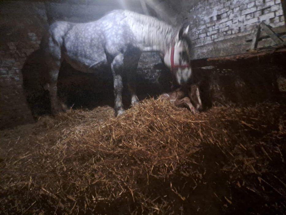 Schimb manzuca de 2ani cu harmasar Tibeni • OLX.ro