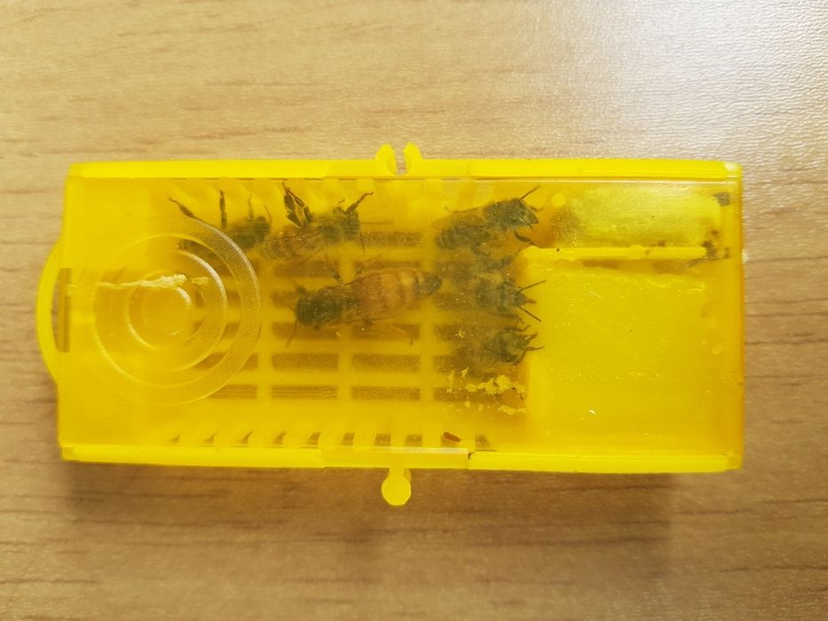 Regine/Matci Buckfast fecundate Rosiori de Vede • OLX.ro