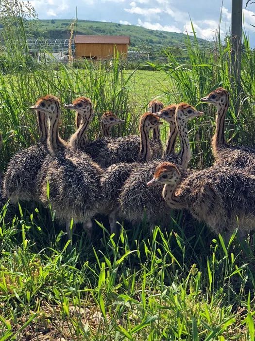 Vand pui de Struti Sebes • OLX.ro