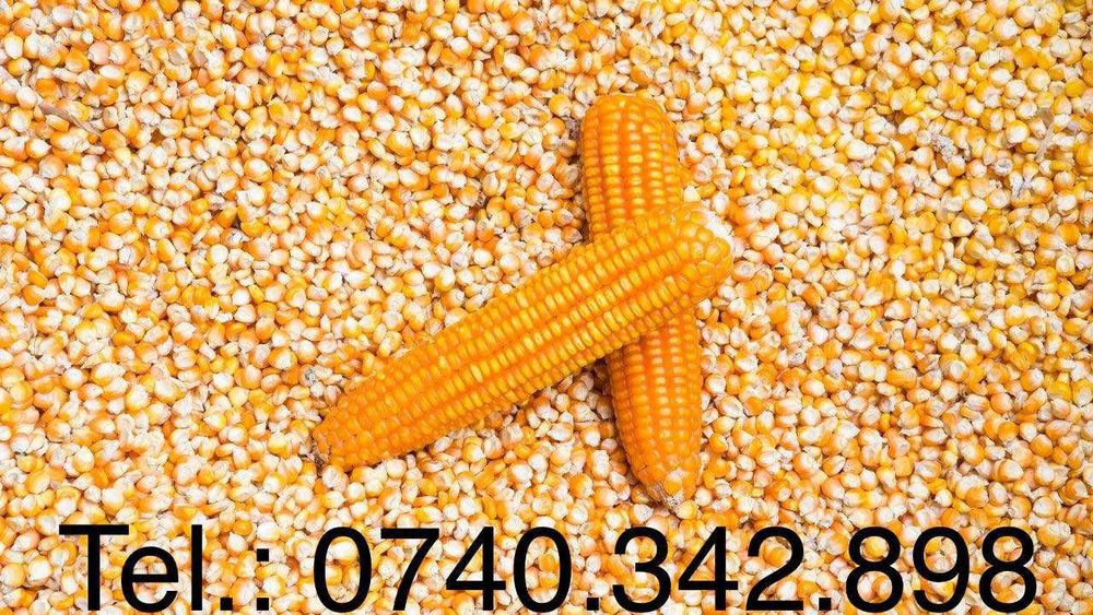 Vand Porumb boabe, si griu 2024 PROD. ROMANESC ! Oradea • OLX.ro