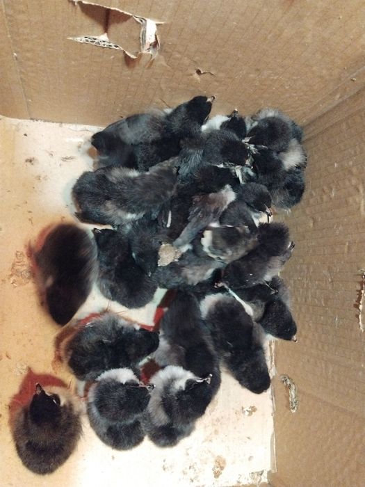 Pui australorp negru Rasnov • OLX.ro