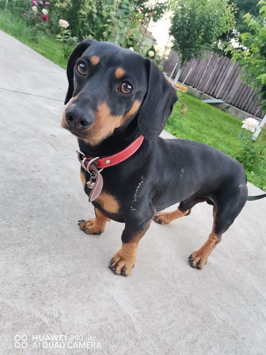 Pui Teckel (cu Pete de foc) Ploiesti • OLX.ro