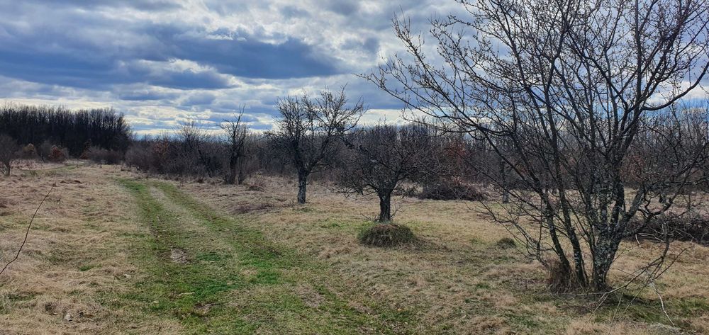 Livada Prune 1.5 ha de Vanzare Topana • OLX.ro
