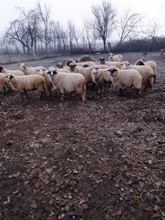 Vând oi de ținut Halmagiu • OLX.ro