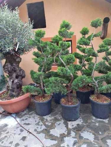 Maslin Secular, Tuia Bonsai , Palmier , Tuia Smaragd Fagaras • OLX.ro