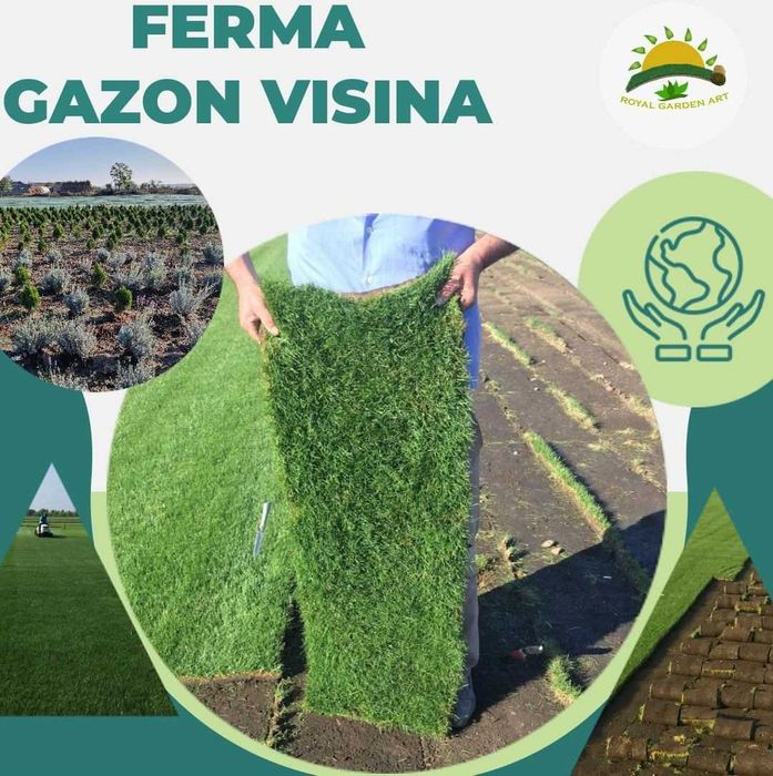 Gazon rulou și arțar japonez – grădină cu un design impresionant ...