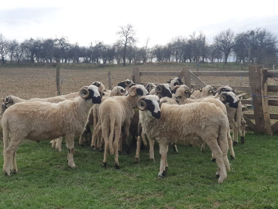 Vand berbeci breji cu certificat de origine- an nastere 2022 Valisoara ...