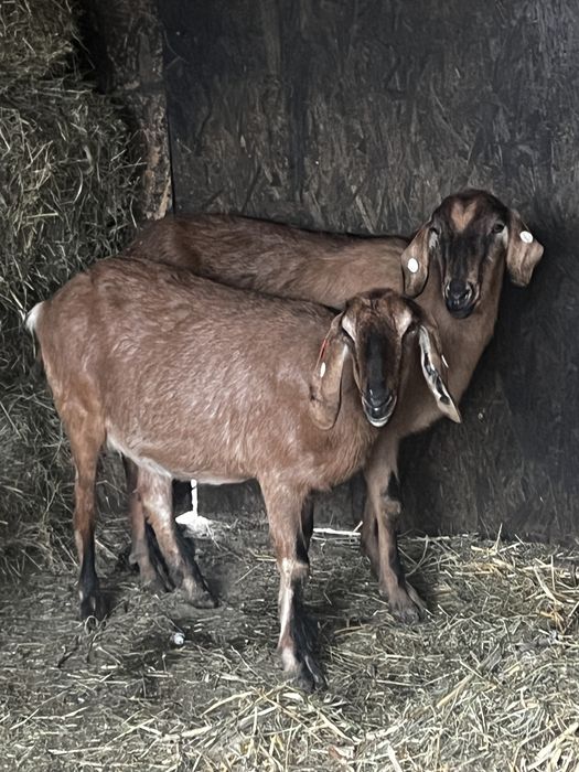 Vind capre 2 capre de cehia anglonubiene Focsani • OLX.ro