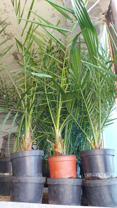 Palmier / curmal Bucuresti Sectorul 2 • OLX.ro