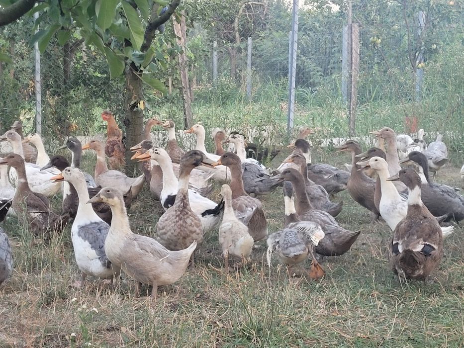 De vanzare rate polare pt matcă Padureni • OLX.ro