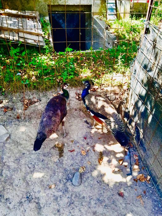 Pauni Bacau de diferite vârste și varietăți Bacau • OLX.ro