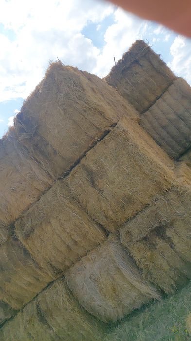 Vând baloti de fan și fan cu lucerna . Girisu Negru • OLX.ro