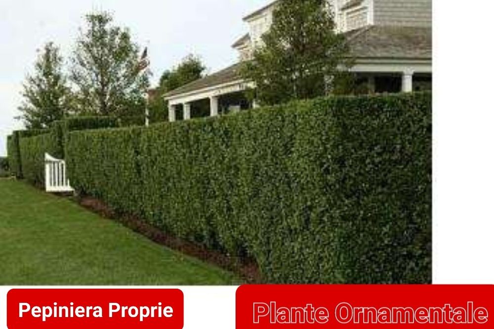 Gard viu lemn cainesc ligustrum verde iarna veșnic verde gard viu ...