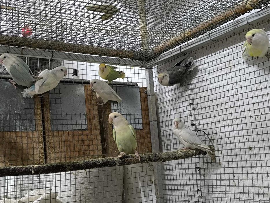 Vand perechi reproducatoare de agapornis Marghita • OLX.ro