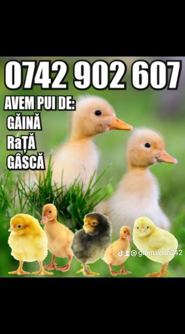 Boboci de rață, gâsca si pui de gaină Brasov • OLX.ro