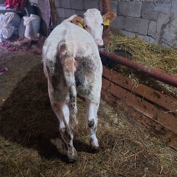 Vițică de 4 luni Bodesti • OLX.ro