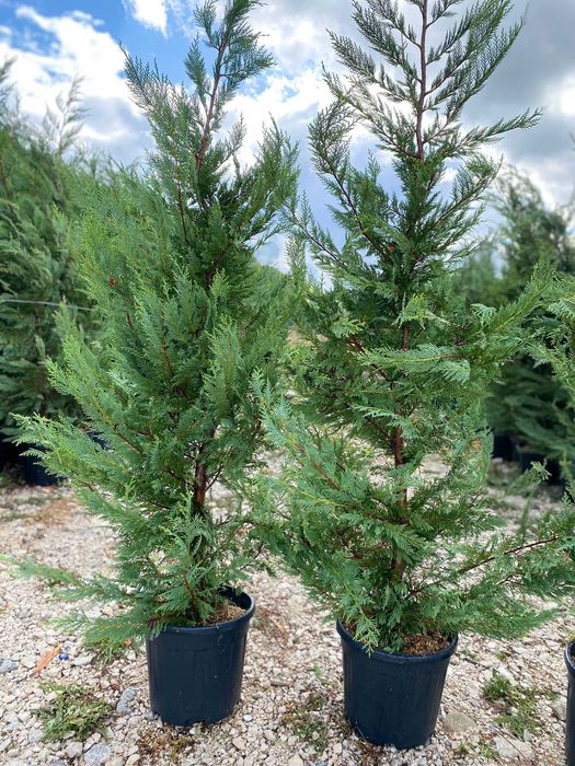 Leylandii 2m - 3m - Soluția perfectă pentru un gard natural înalt ...