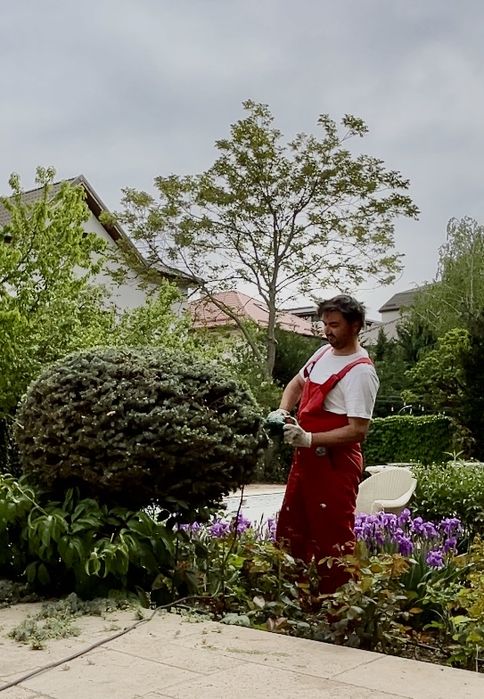 Gradinar/Peisagist Domnesti • OLX.ro