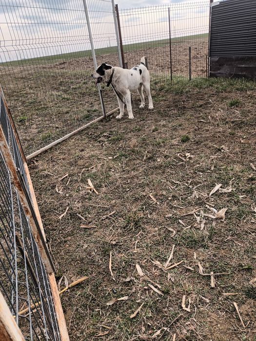 Asia centrală mascul Salageni • OLX.ro