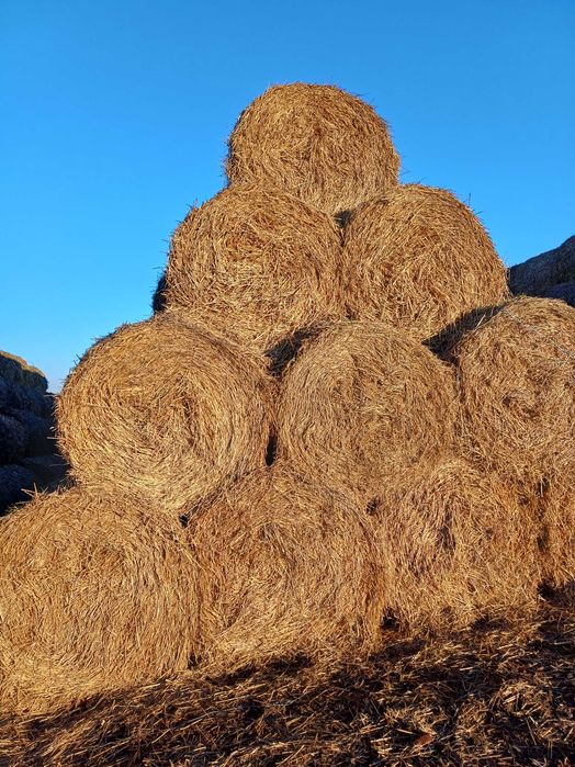 Baloti de paie, fan, tocatura porumb Deva • OLX.ro