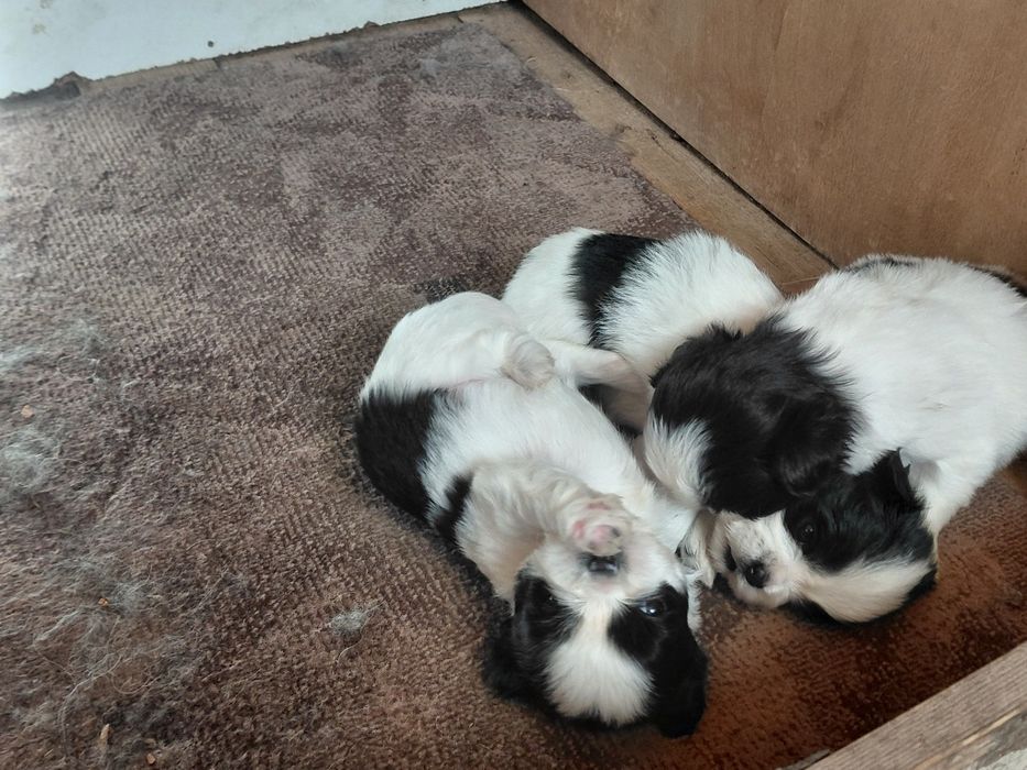 Pui Shih tzu Panda Line Bucuresti Sectorul 4 • OLX.ro