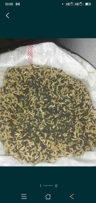 Vind mazariche ( borceag) Iaslovat • OLX.ro