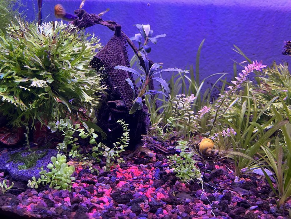 Zona Cișmigiu: Pesti acvariu Guppy pui și adulți/plante/ melci ...