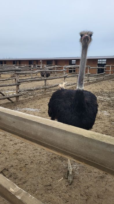 Vând struti și pui struti Ograda • OLX.ro