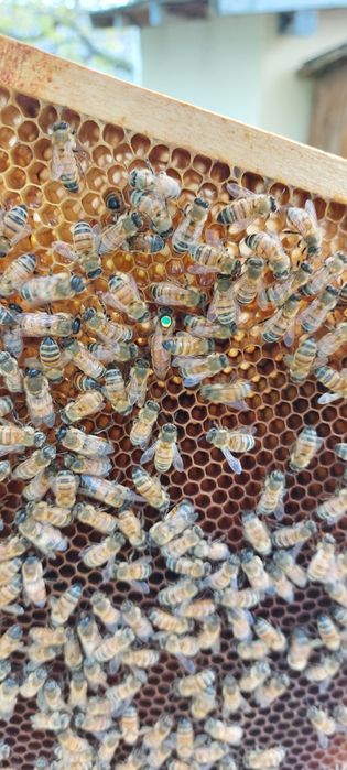 Matci imperecheate Buckfast Targoviste • OLX.ro