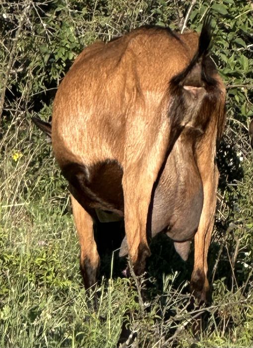 Vand capre alpine franceze Sudrigiu • OLX.ro