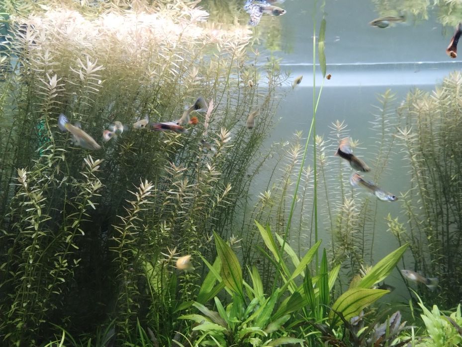 10 pui guppy, plante acvariu,melci de substrat Bucuresti Sectorul 5 ...
