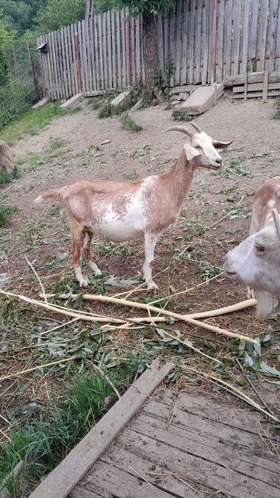 Vand 15 capre din rasa Saanen, 9 iedute 2024 si un tap Anglo-Nubian ...