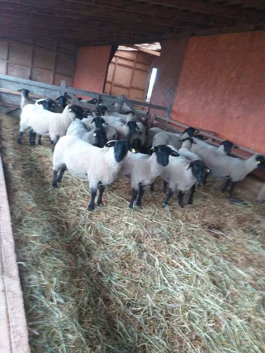 Vand 400 cap. ovine din rasa Suffolk Dumitra • OLX.ro