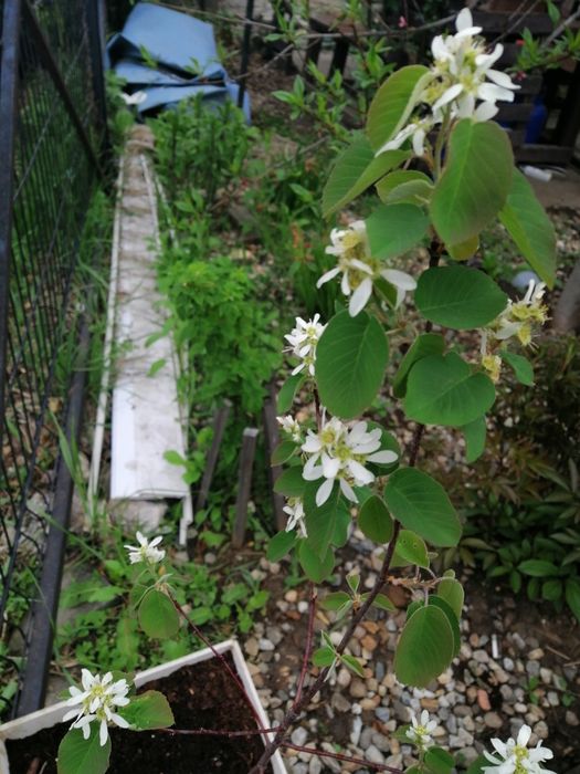 Afin canadian (saskatoon) Pitesti • OLX.ro