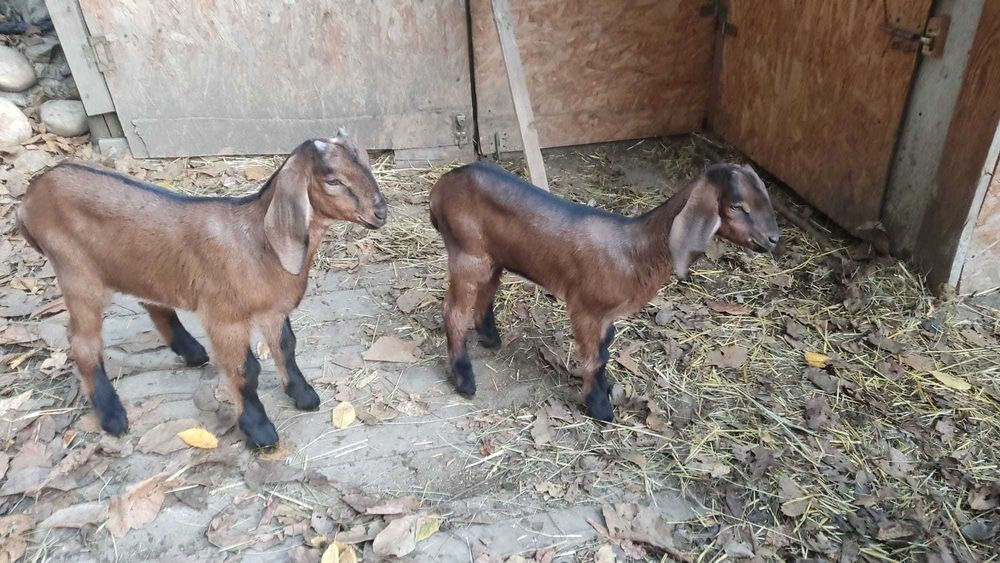 Caprita capra anglonubiana iada Pitesti • OLX.ro