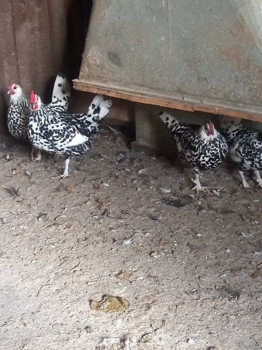 De vânzare găini de mătase, găini Hamburg, porcușori de guineea, fazan Rasimnicea • OLX.ro