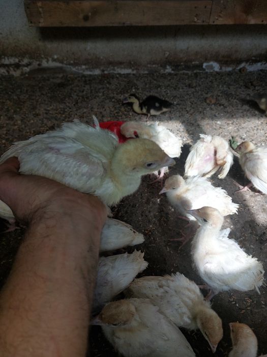 Vând pui curca de carne Satu Mare • OLX.ro