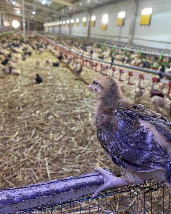 Pui alb de carne 800g/ Pui mixt carne-ouă 500g (Ferma de pui Deveselu ...