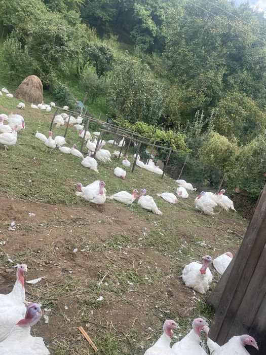 Curci si curcani de vanzare crescuti la tara Cluj-Napoca • OLX.ro