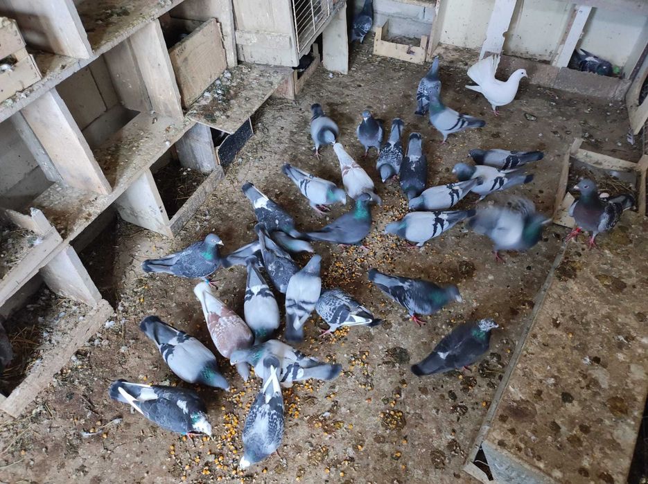 Vând pui de porumbei neieșiți la zbor și bătrâni cu clasări! Valea lui ...