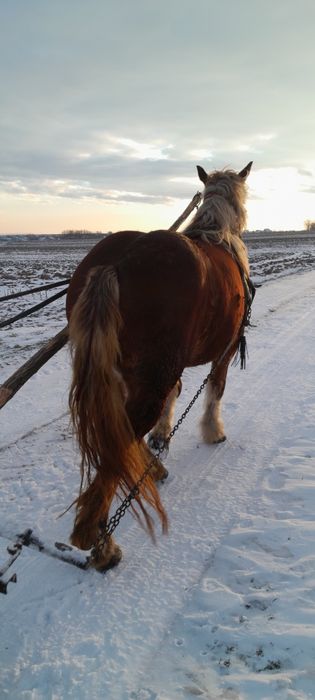 Vand manza de 2 ani Botosani • OLX.ro