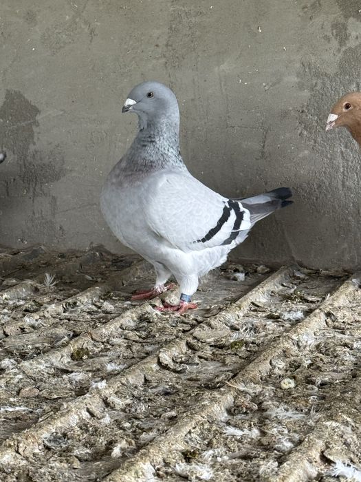 Porumbei standard 2025 Bals • OLX.ro