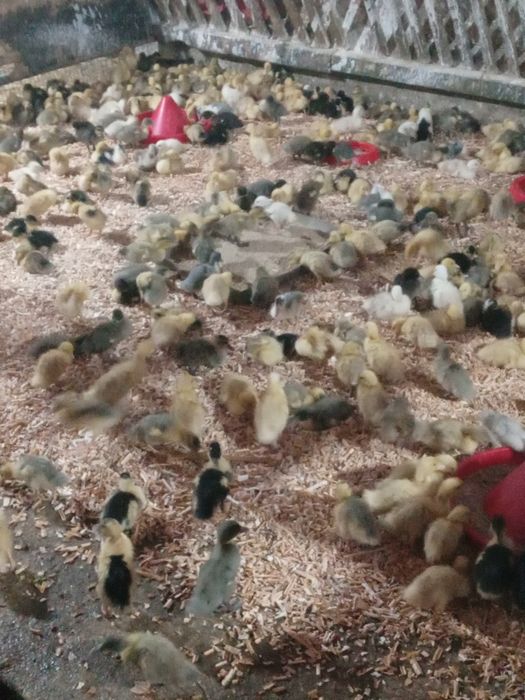 Pui albi,colorati,puicute ,boboci de rata și curcani Dragasani • OLX.ro