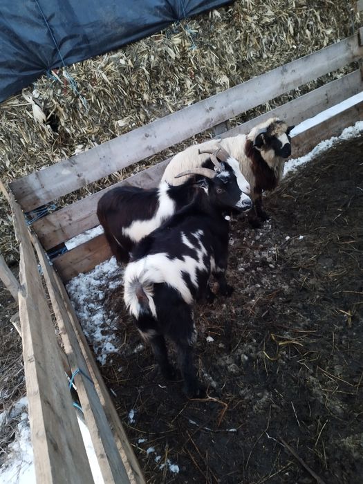 Vând 3 capre gestante Pastraveni • OLX.ro