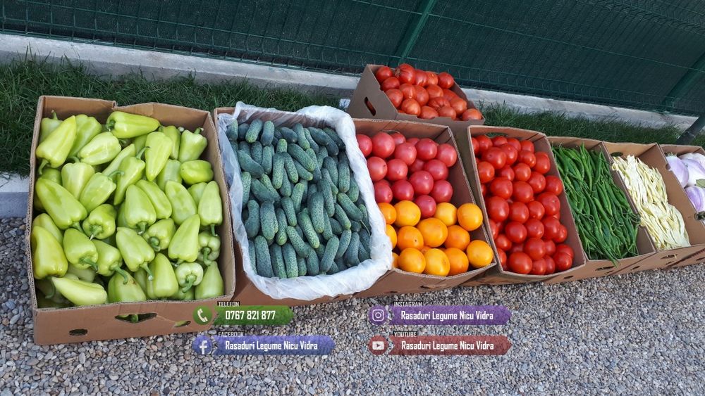 Rasad rosii Rasaduri Legume ardei castraveti vinete salata tomate 2025 ...