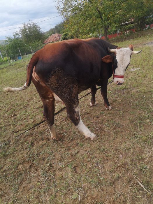 Vaca baltată românească cu vițel Sangeru • OLX.ro