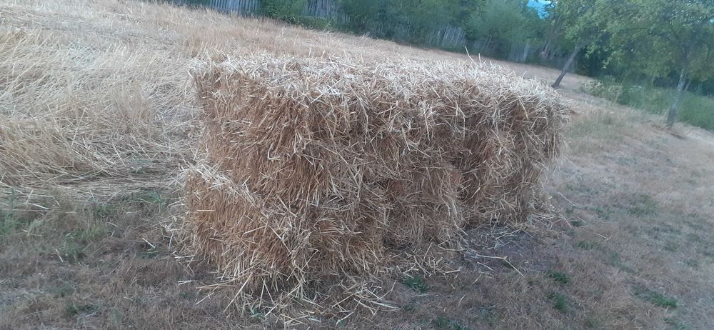 Vind Baloti fîn și paie de griu și de ovaz Brad • OLX.ro
