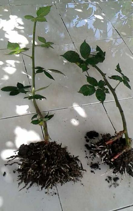 Producator vinde butasi mur, butasi zmeur, stoloni capsuni, smochin ...