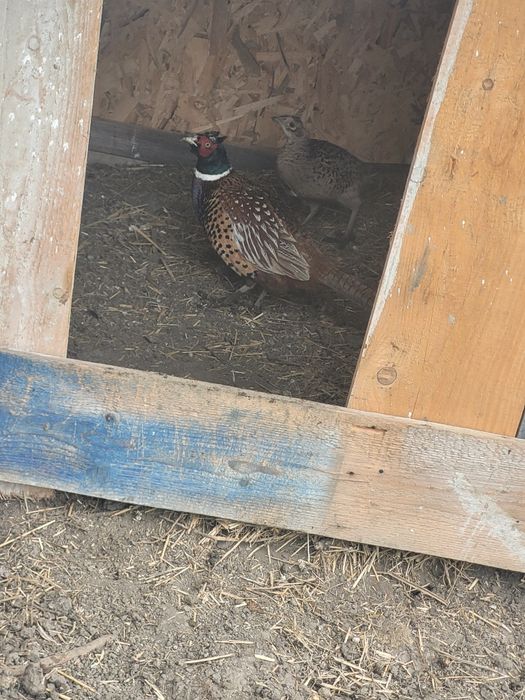 Vând fazani pereche Chiscareni • OLX.ro