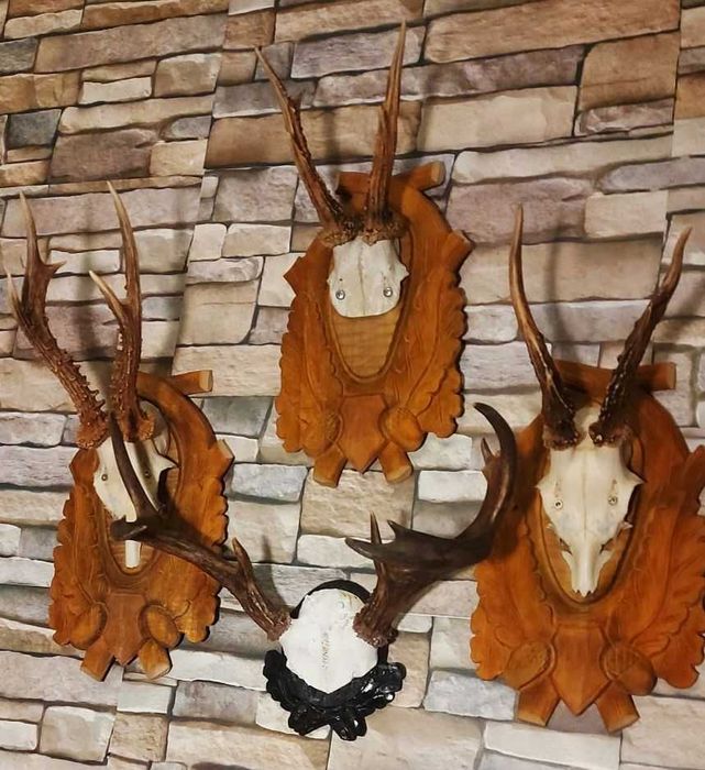 Set de patru panoplii cu trofee de caprior si cerb american _ 63 Brasov ...